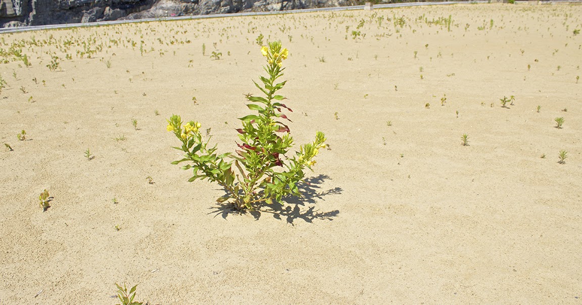 Flora Urbana: Psammophytes