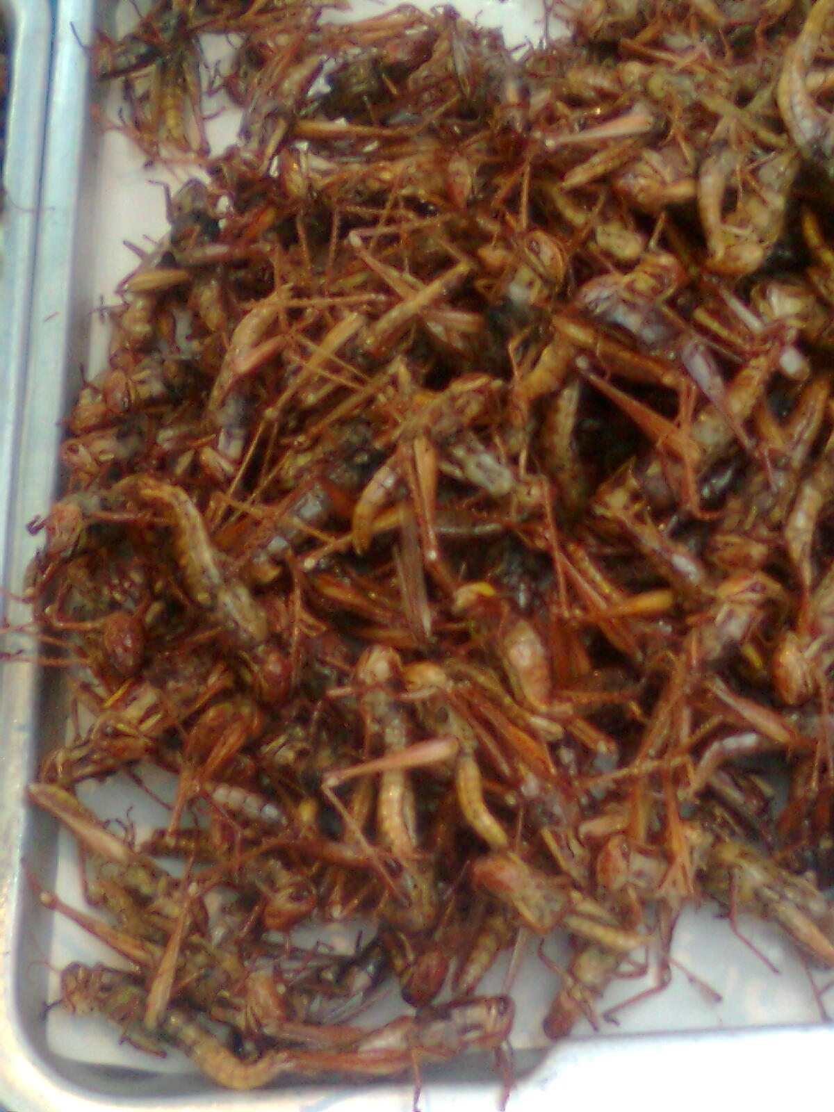 Thailand place to visit: Delicious Bugs? | About BTS Bangkok Thailand ...