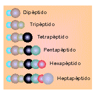 Nutricion: Las proteinas