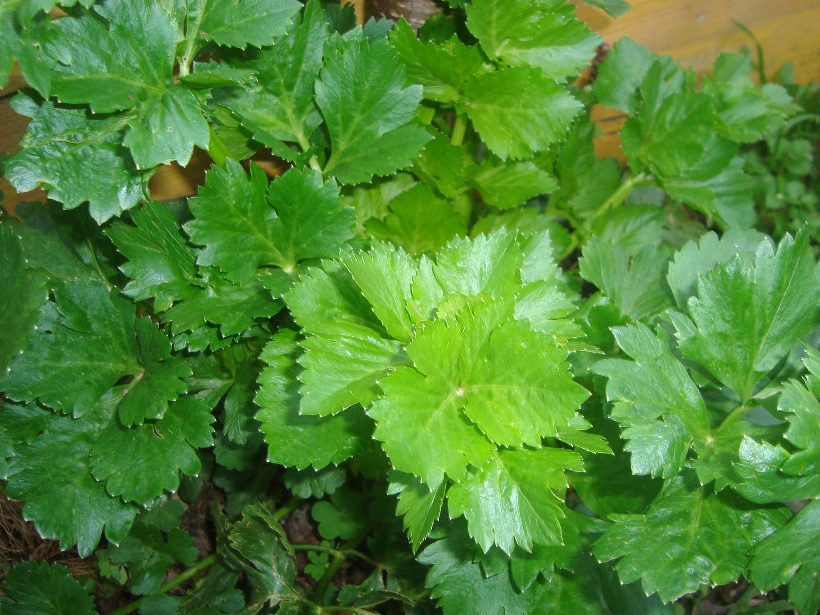 Floresamatxo. Todo sobre las Flores: consejos para cuidar tus flores y ...