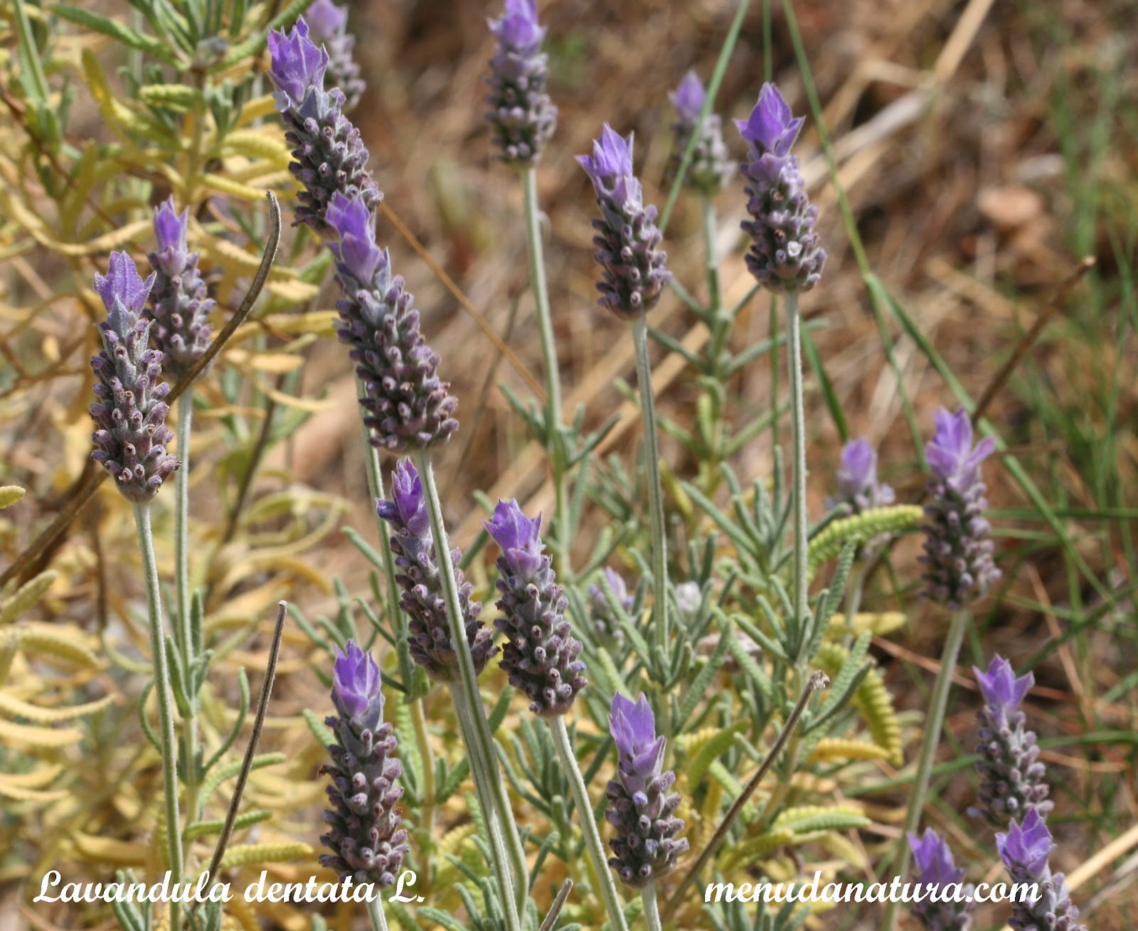 Menuda Natura: Lavandula dentata L.