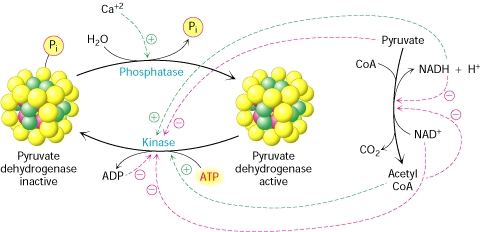 World of Biochemistry (blog about biochemistry): Regulation of pyruvate ...
