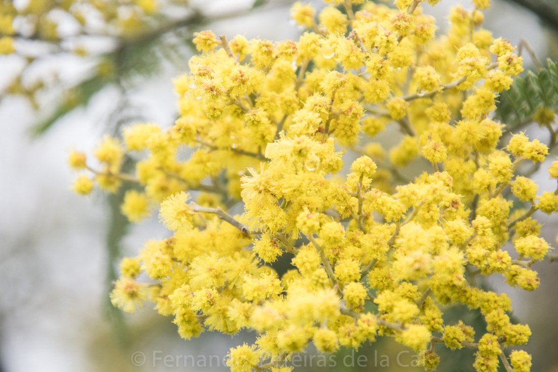 Fauna e flora galega: Mimosa * INVASORA