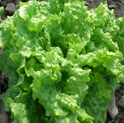 ECOTARIANOS.RD: Lechugas