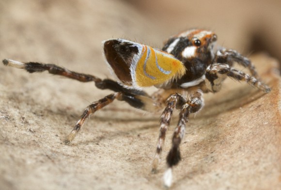 Creativity: Peacock spiders ... The world's most beautiful spiders