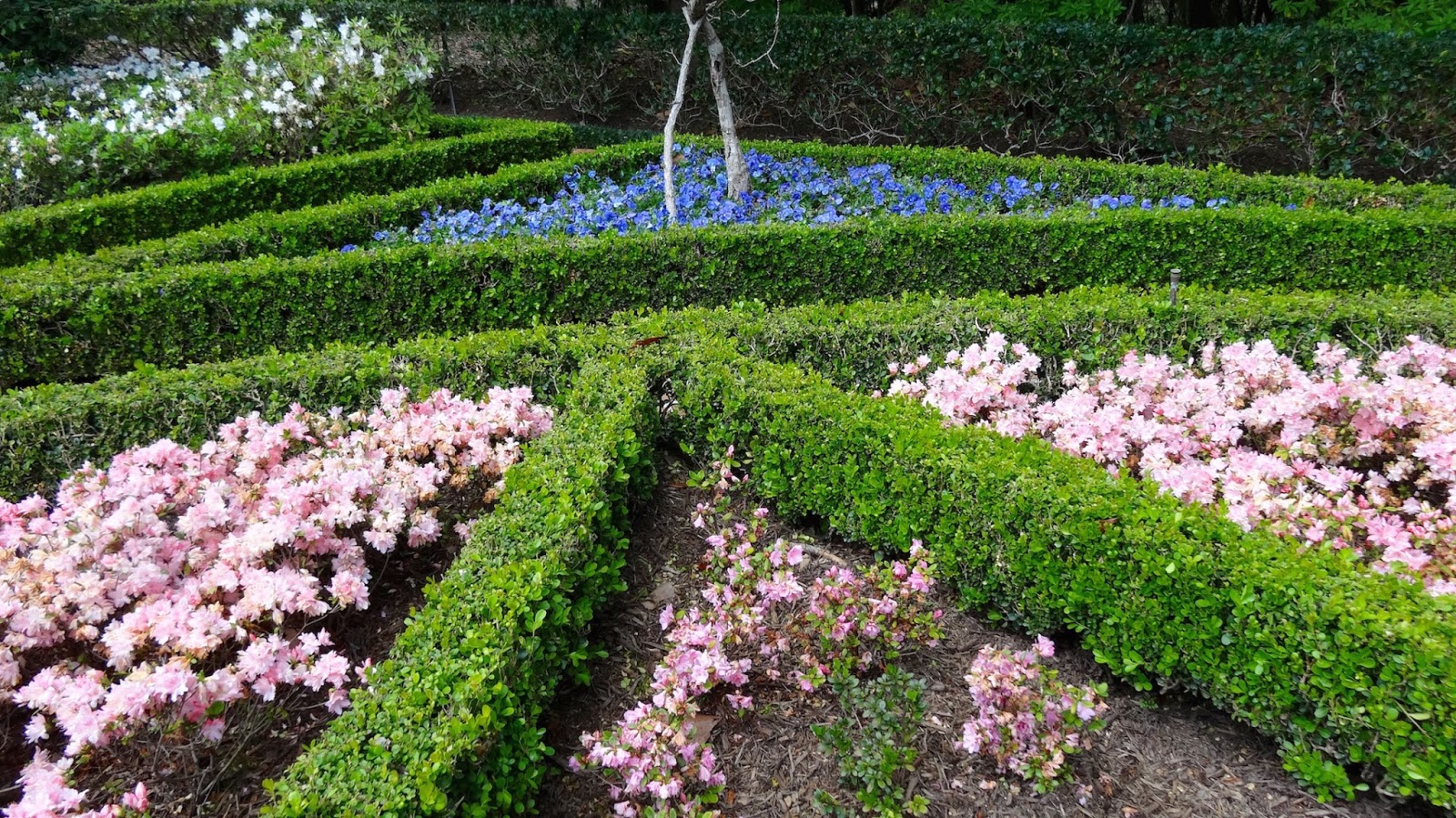 The Bayou Botanist: Houston's Azalea Trail