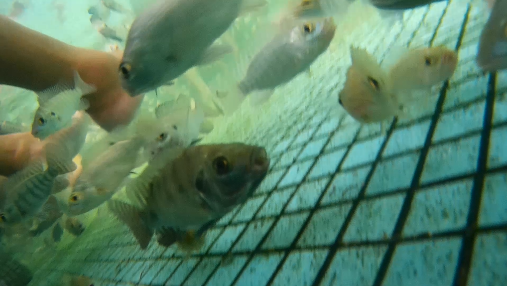 Manila Ocean Park Philippines | Tropical Mom's Day Off