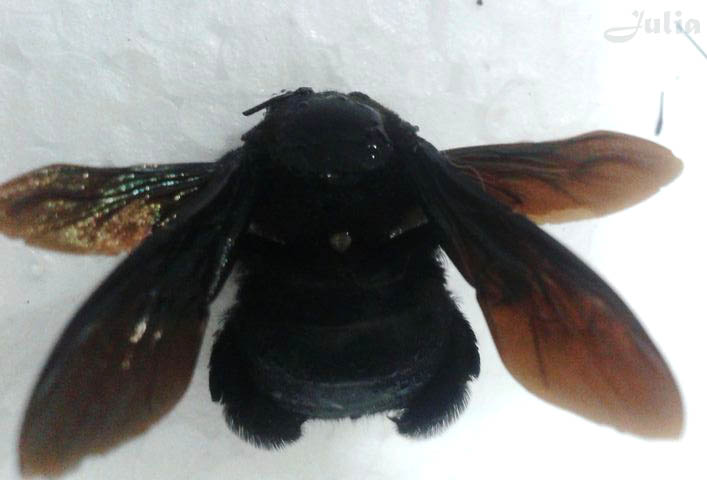 Insetologia - Identificação de insetos: Mamangava de Toco no Mato Grosso