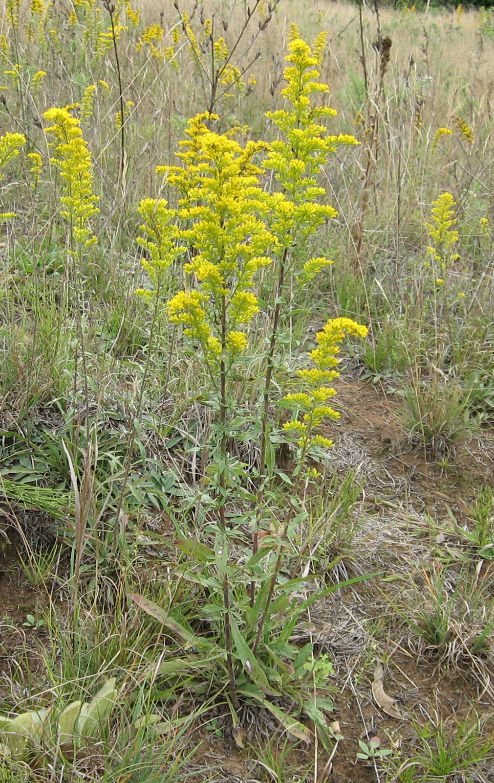 Tangled Web: Getting a Grip on Goldenrods