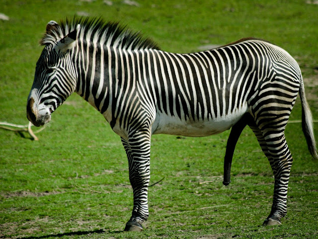 HD Desktop Wallpapers: Zebra wallpaper, zebra wallpapers