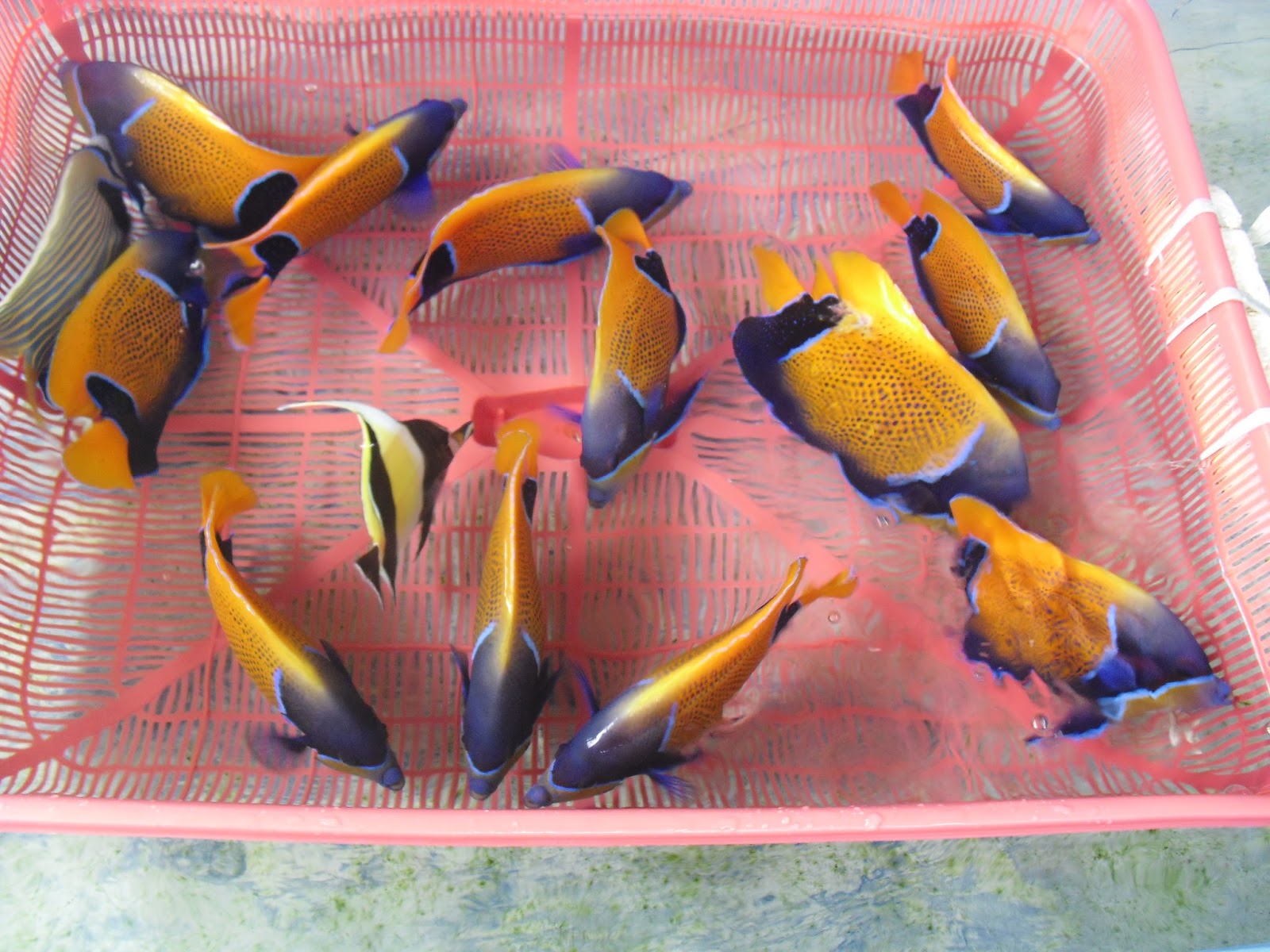 TEKNOLOGI BUDIDAYA IKAN HIAS LAUT : DOMESTIKASI IKAN HIAS ANGEL PIYAMA ...