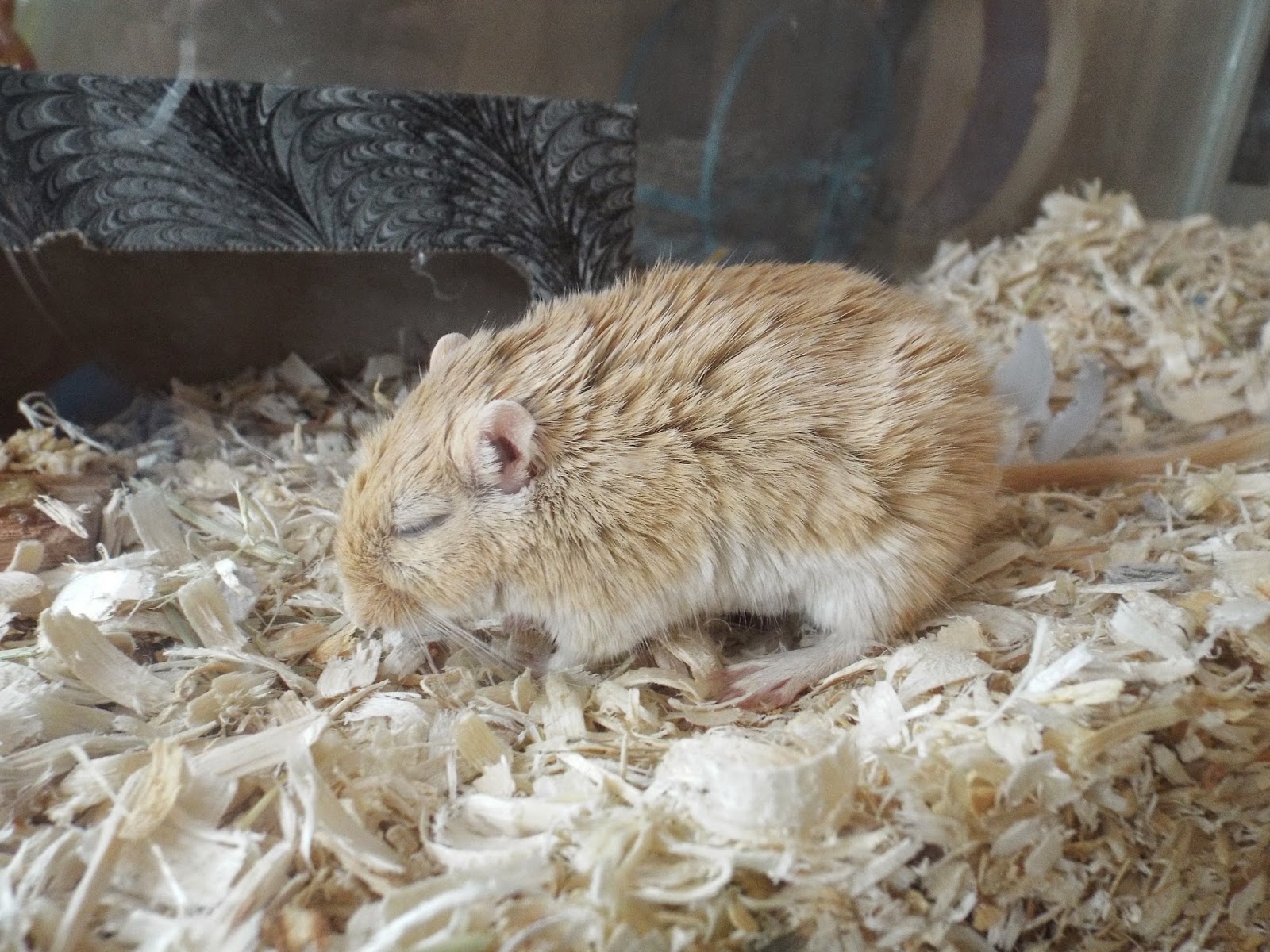 The Gerbil Journal: How to tell if its healthy