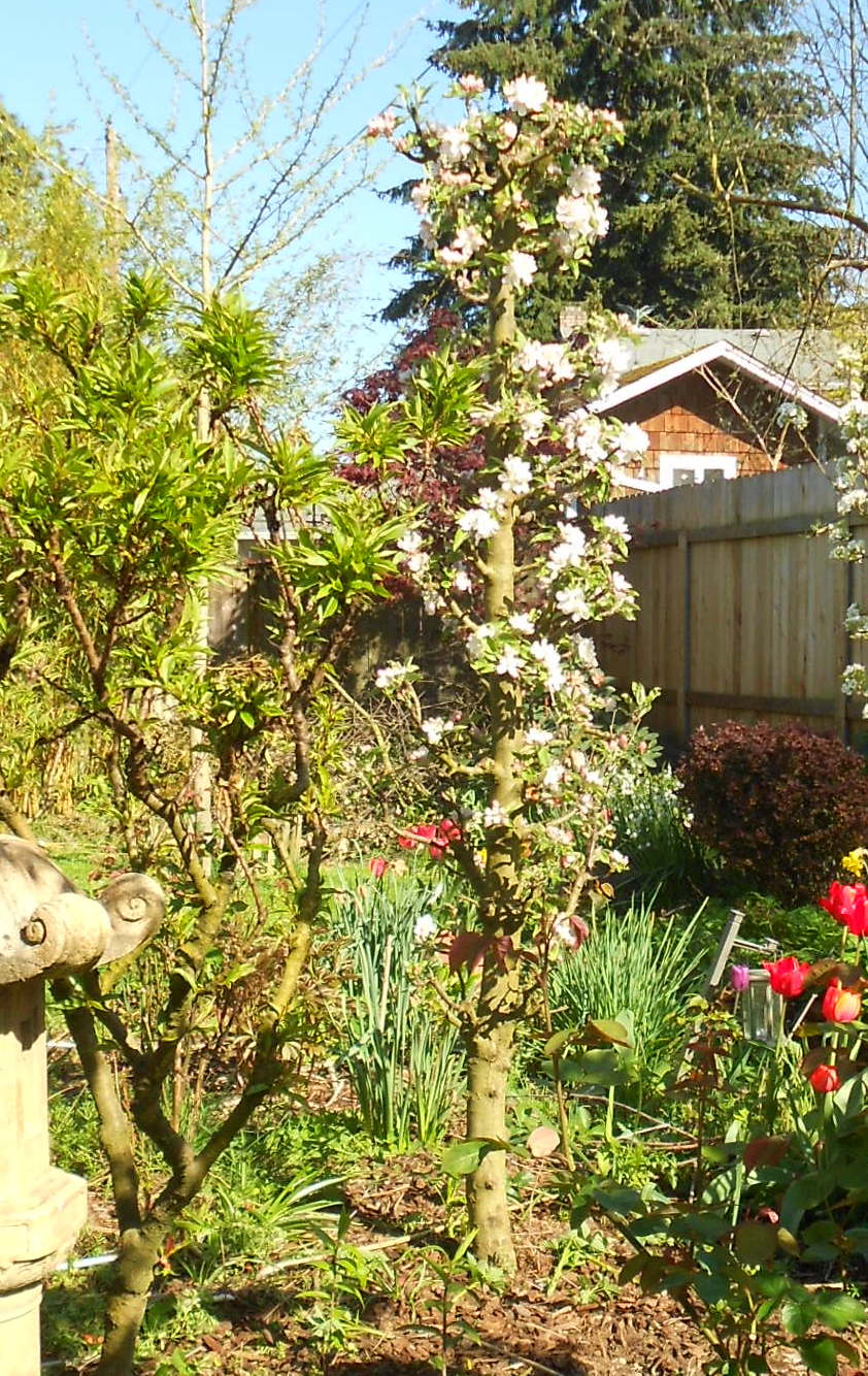 Daniel's Pacific NW Garden: April 2012