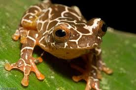 Eco pet e cia: Sapo amazônico pratica necrofilia para preservar a espécie