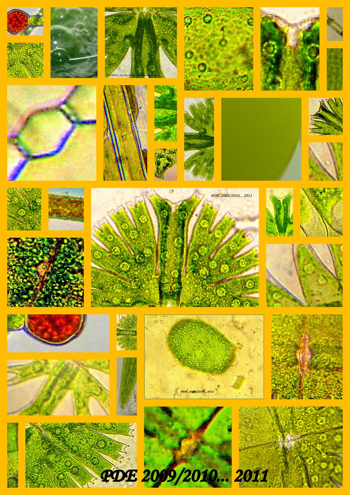 Cultivo de Microalgas em Fotobiorreatores: Detalhes de várias microalgas...