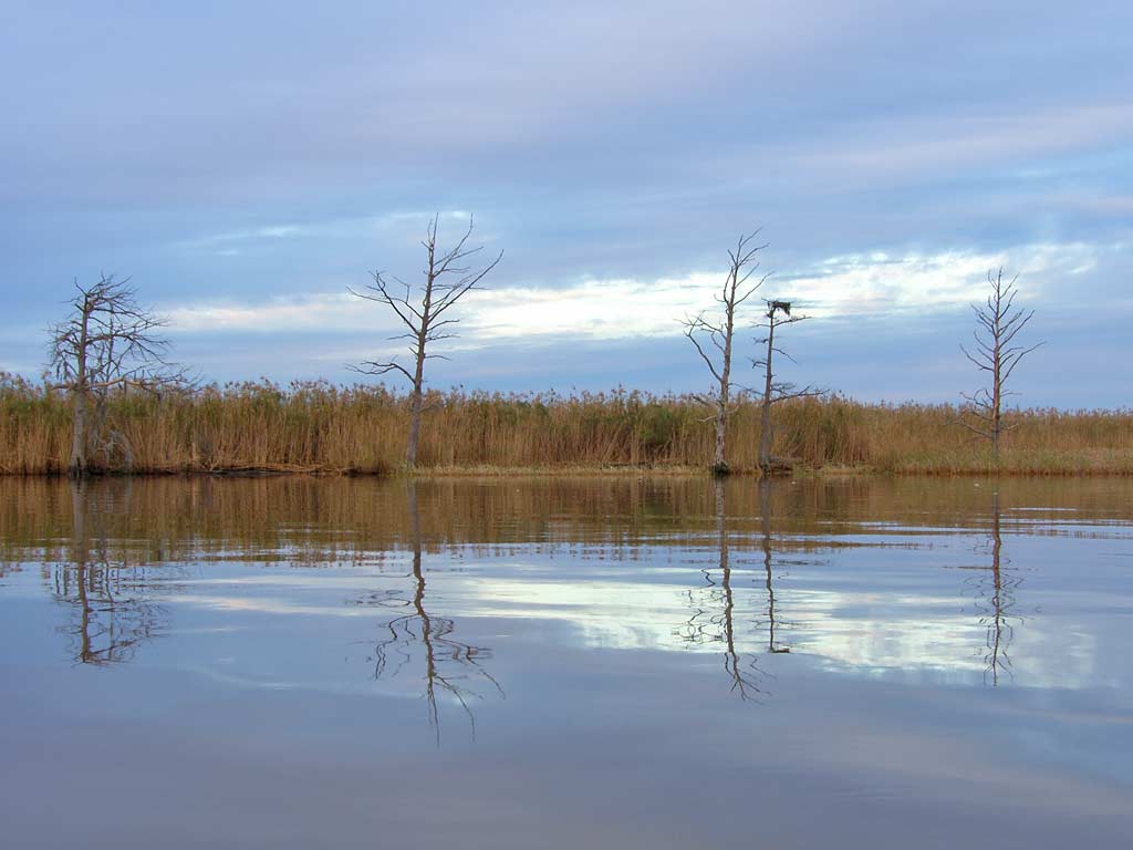 Kayaking the Mobile-Tensaw River Delta: 12/27/2009 - Mobile River