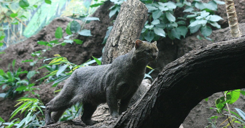 ECOSISTEMAS DE COSTA RICA: PUMA YAGOUAROUNDI