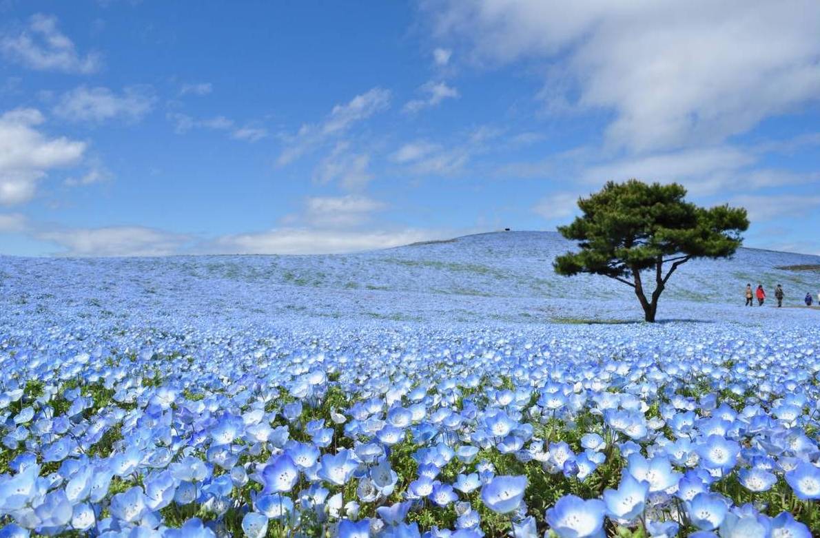 Amazing Nature: Hitachi Seaside Park - Jepang