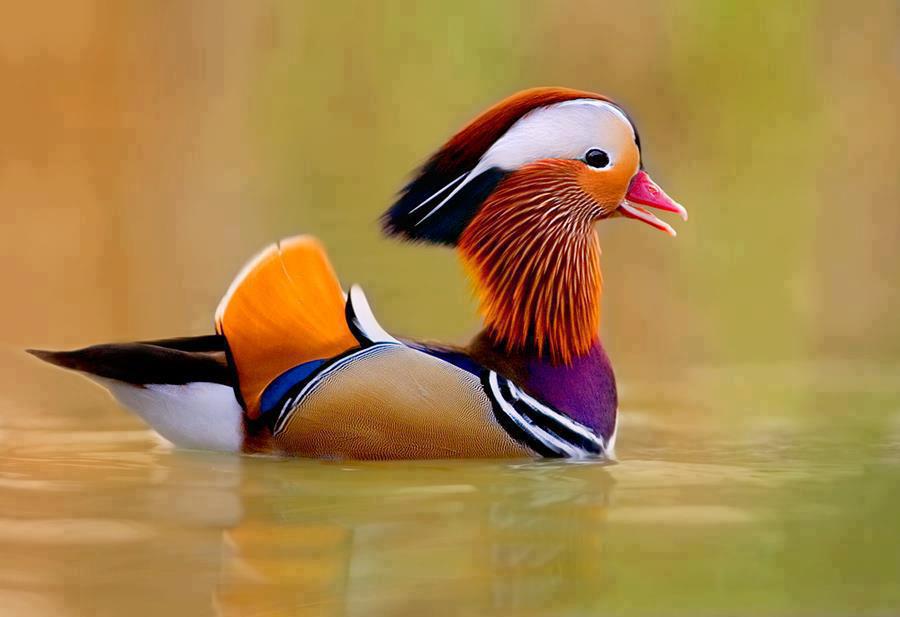 The world's most beautiful duck