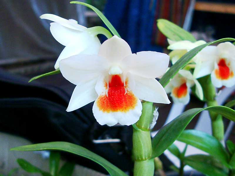 Friska: BERBAGAI MACAM BUNGA ANGGREK