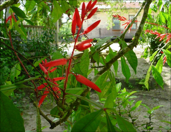 Reforestation and the Medicinal Uses of Trees -Liliana Usvat Research ...