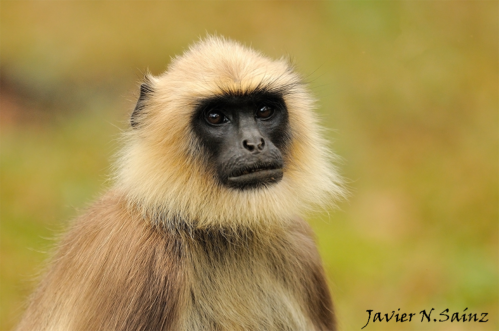 Fauna y fotografía: PRIMATES EN INDIA