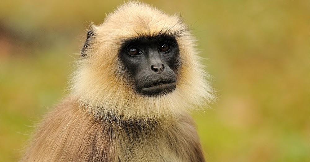 Fauna y fotografía: PRIMATES EN INDIA