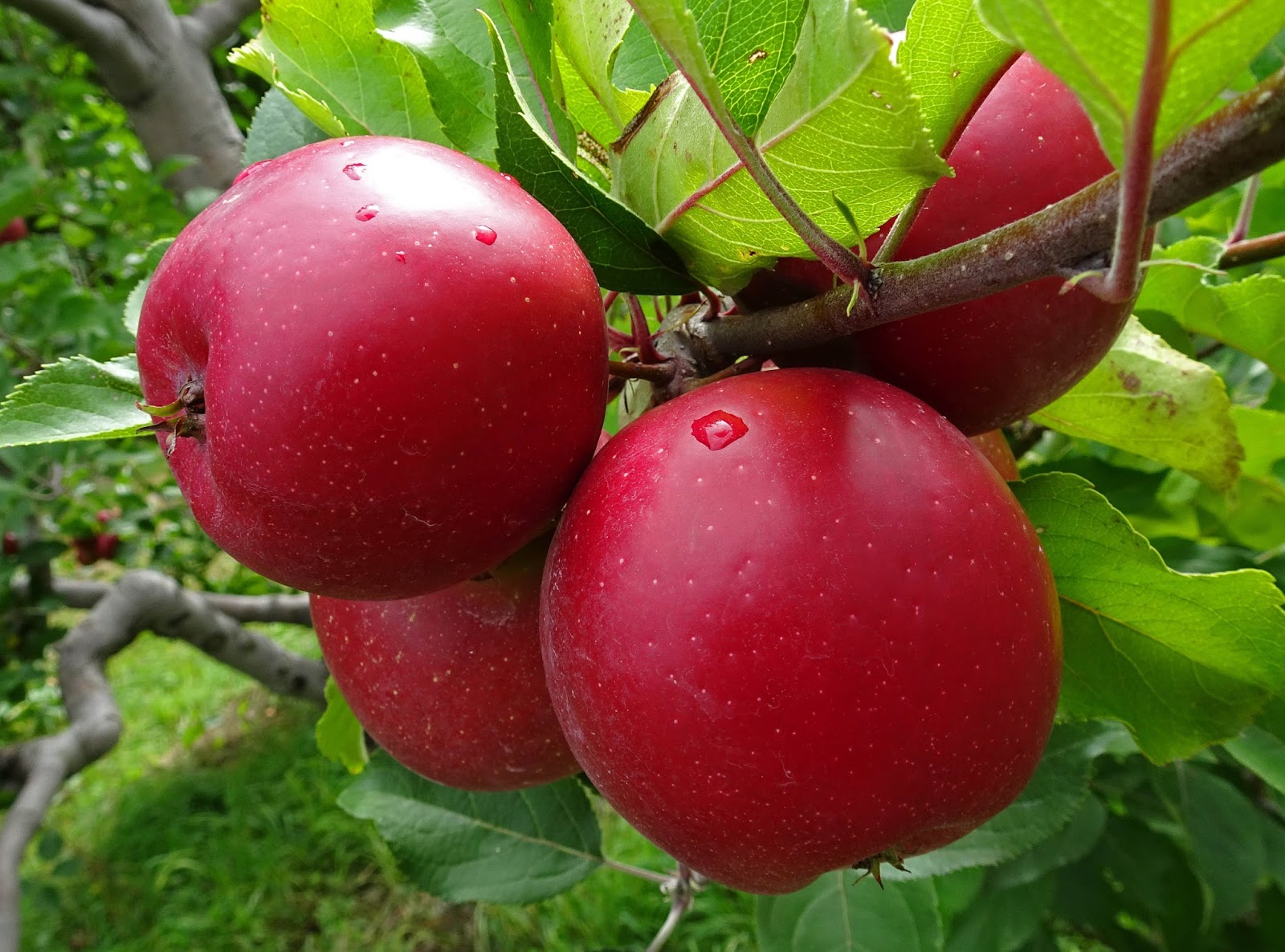 Joe's Retirement Blog: Averill Farm Apple Orchard, Washington Depot ...