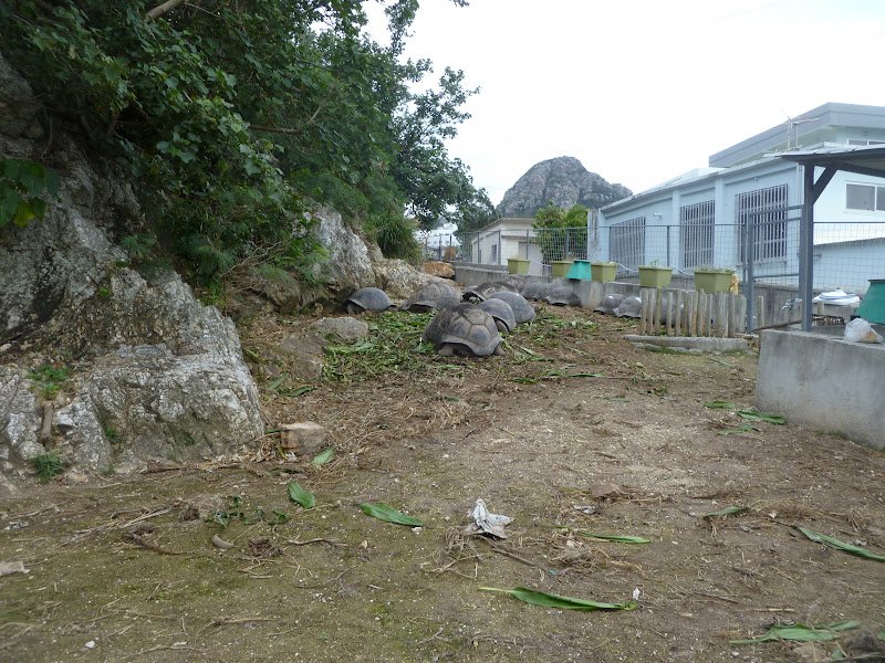 Okinawan Odyssey: Ie Shima: The Giant Tortoises