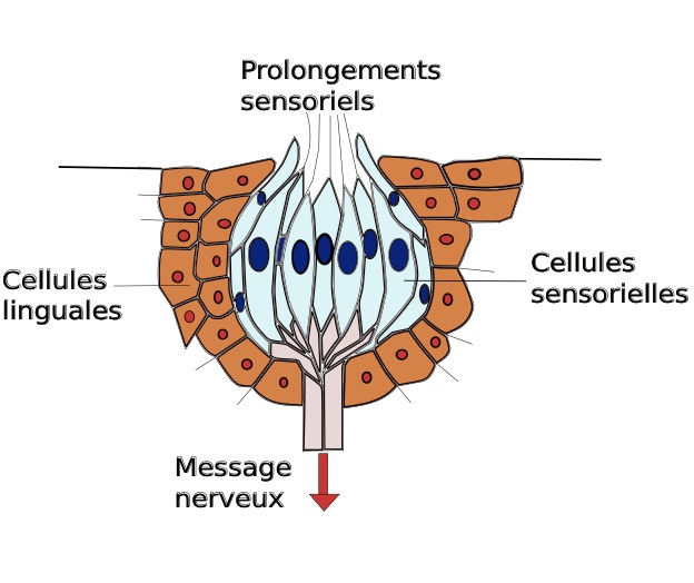 Le goût du savoir !: A vos papilles