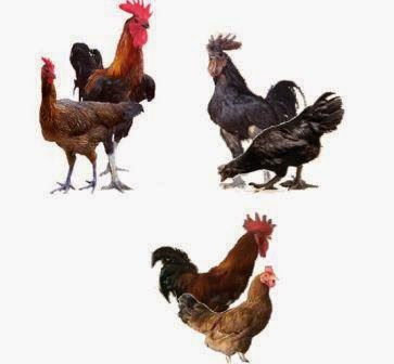 Mengenal Ayam Pelung, Kedu, Dan Merawang