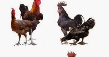 Mengenal Ayam Pelung, Kedu, Dan Merawang