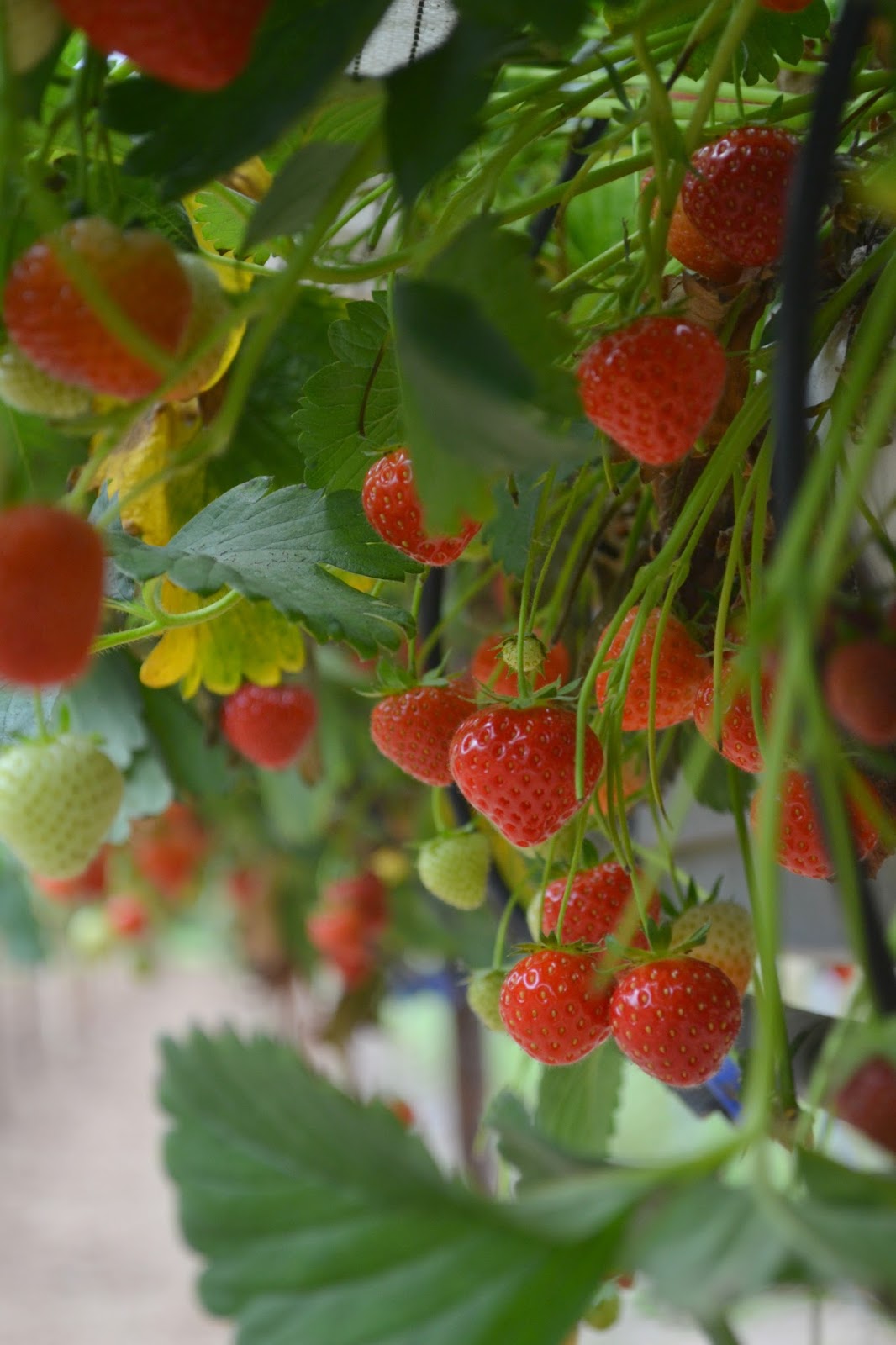 Strawberry Picking Di Rectory Farm Oxford London. - Dapur Kak Noor