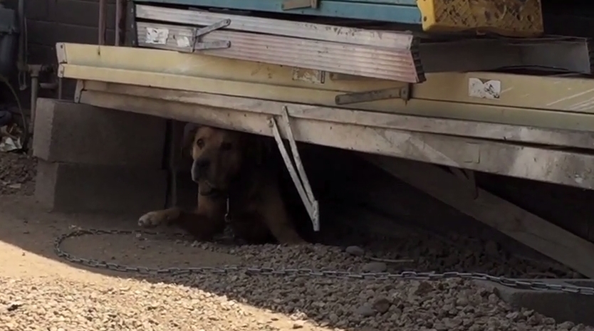 White Wolf : Dog Chained Up For A Decade Has The Sweetest Reaction To ...