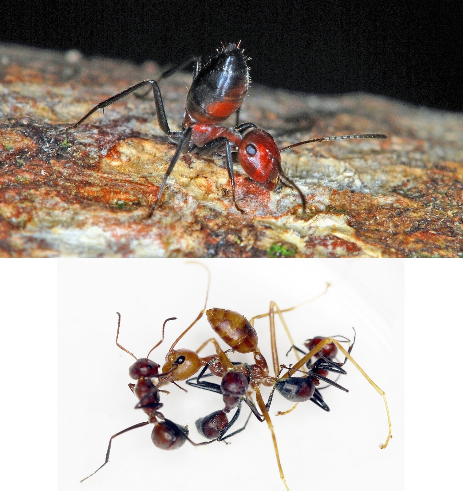 Species New to Science: [Entomology • 2018] Colobopsis explodens sp. n ...
