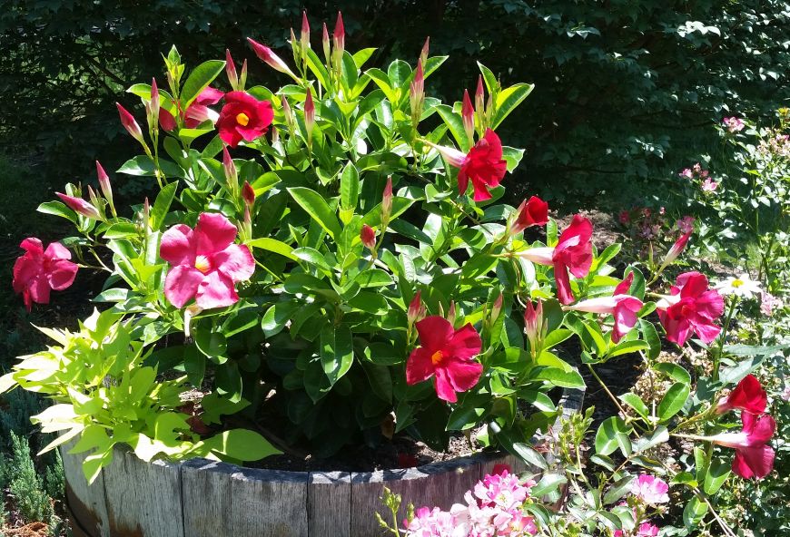 Future Plants by Randy Stewart: Mandevilla