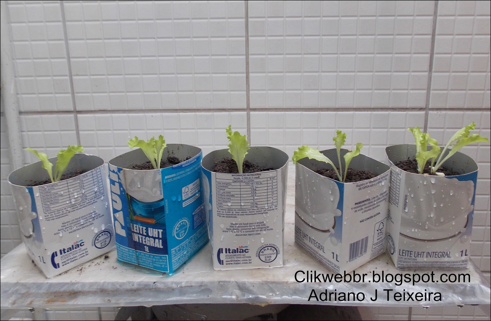 Mundo das Plantas : Como fazer uma mini Horta em Casa/How to Make a ...