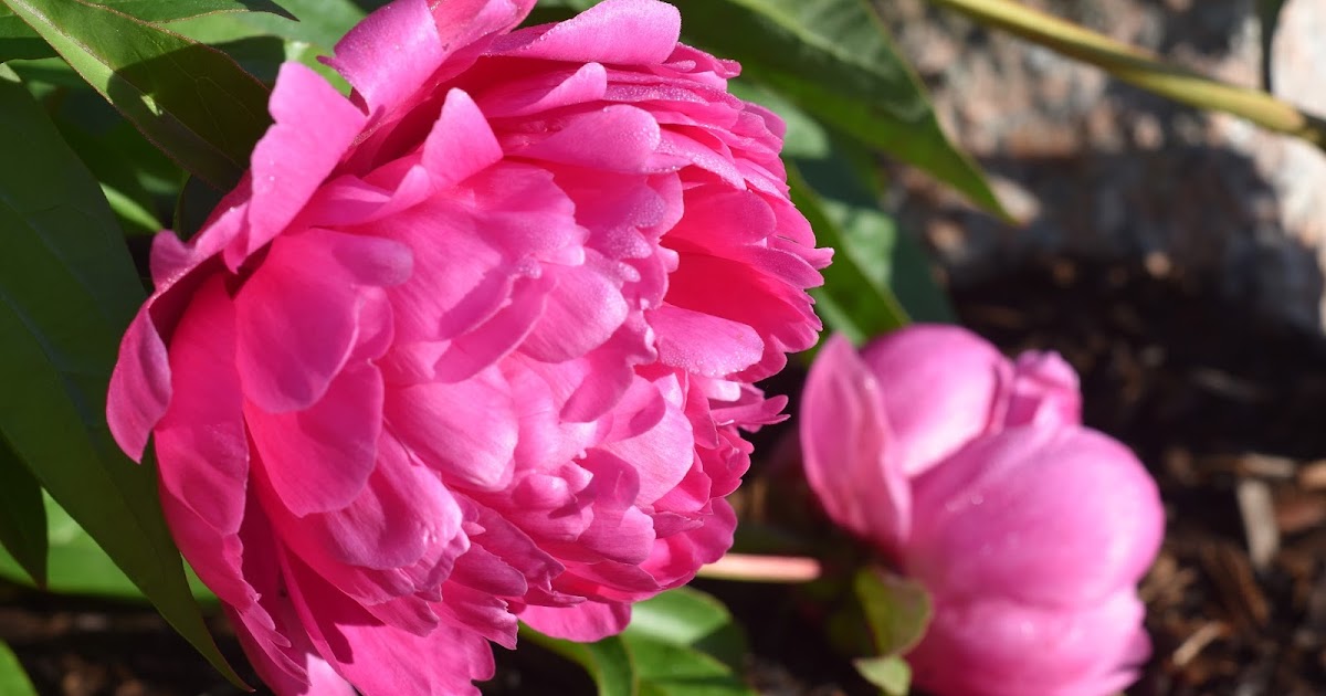 precious pretty peonies / WHAT JEN DOES