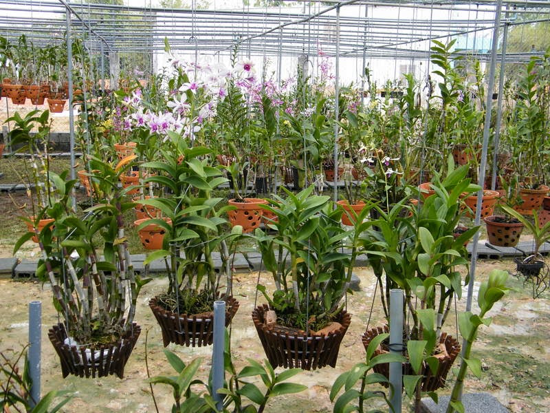 Cara Merawat Tanaman Dan Aneka Tanaman Hias: Dendrobium Anggrek Cocok ...