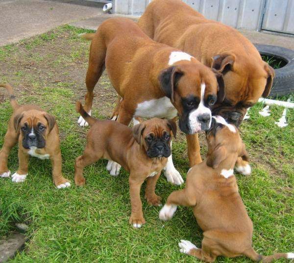 Everything about your Boxer - Luv My Dogs