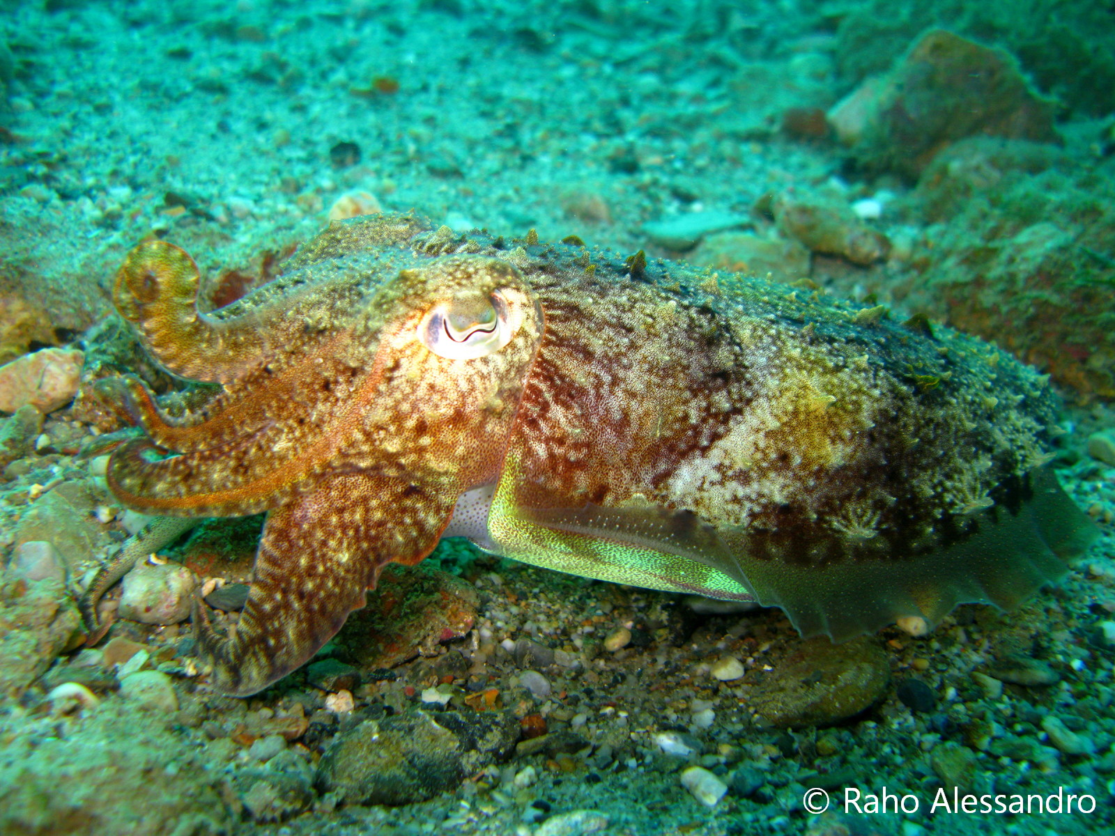 Necton e Plancton: Molluschi: Seppia