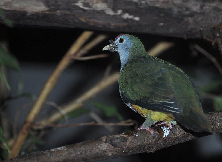 ZOOTOGRAFIANDO (6.100 ANIMALS): TILOPO DE FRENTE ROSADA / BEAUTIFUL ...