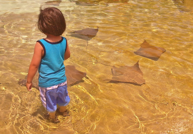 There's Magic Out There: Sting ray Interaction at Seaworld San Antonio ...
