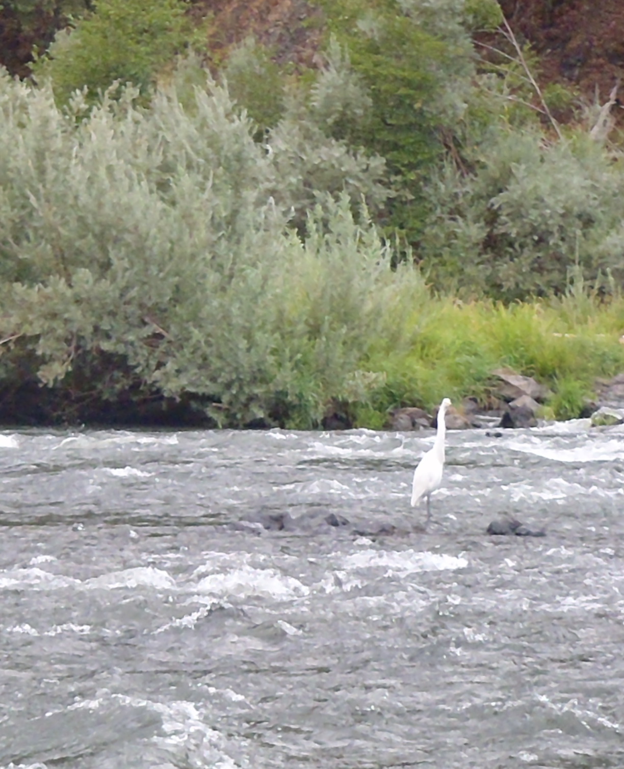 Rogue River Rafting: From Yuma, Arizona to the Rogue River