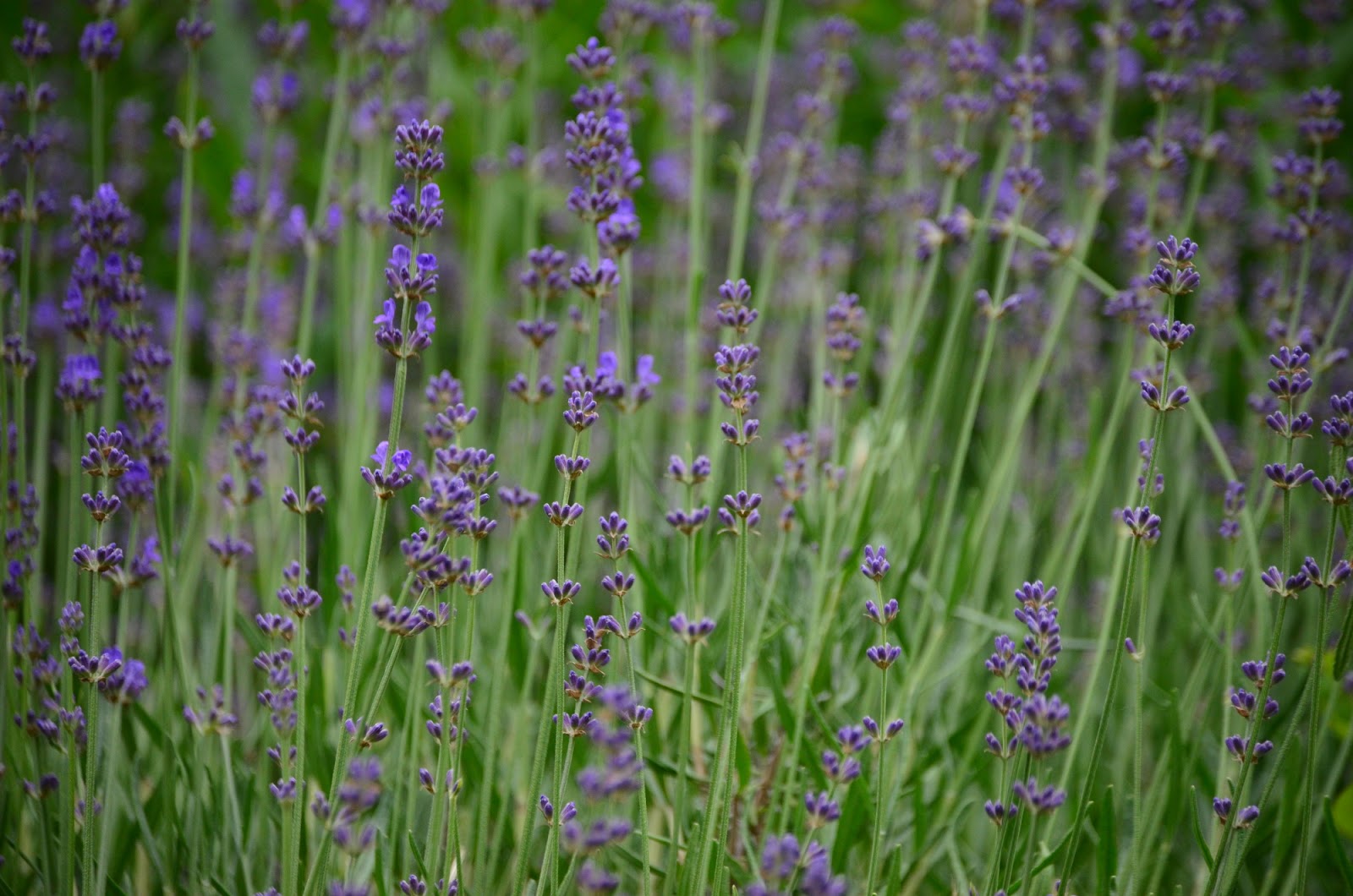 syroovka: června 2015