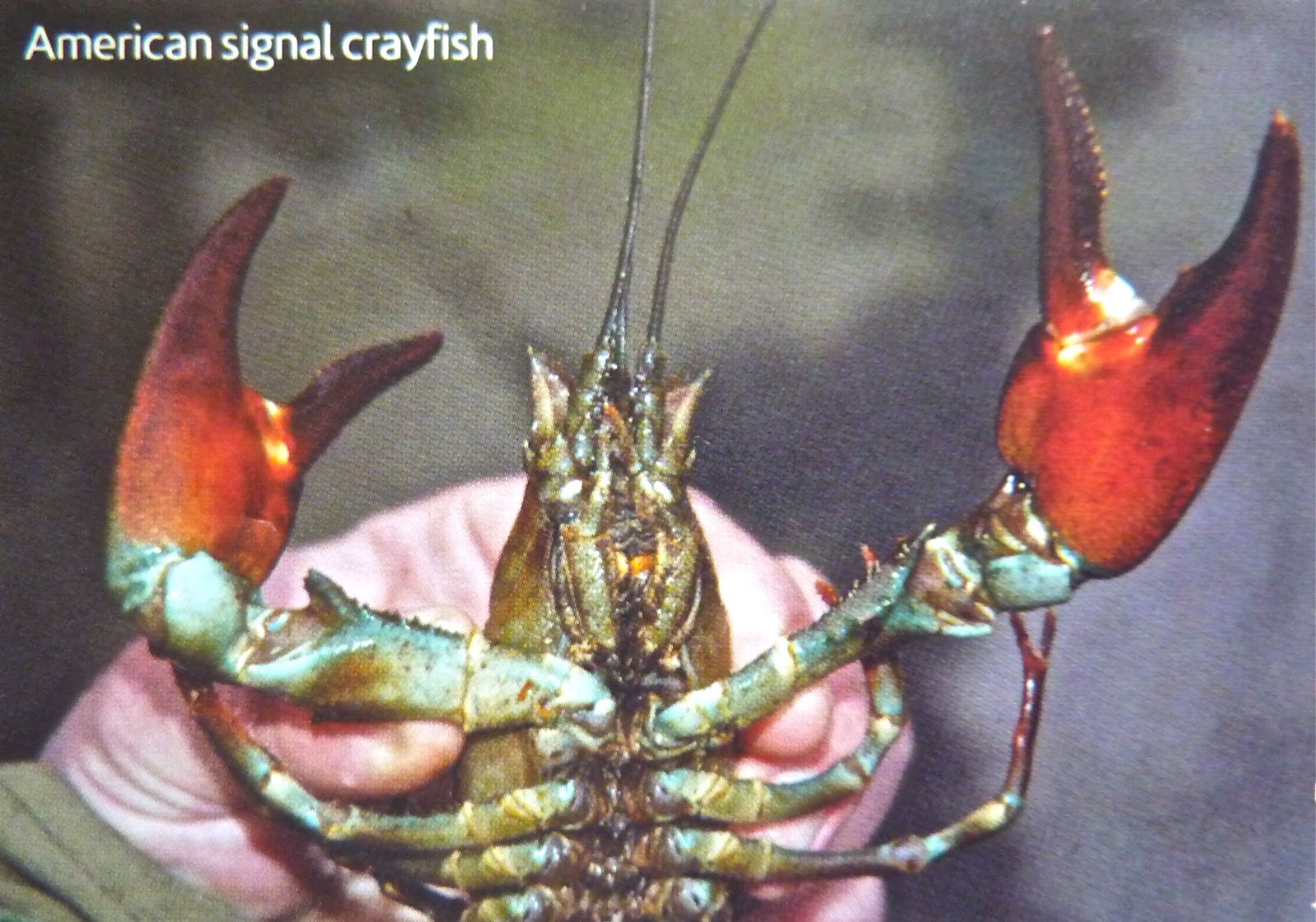 Dafe: Signal crayfish aquaponics Must see