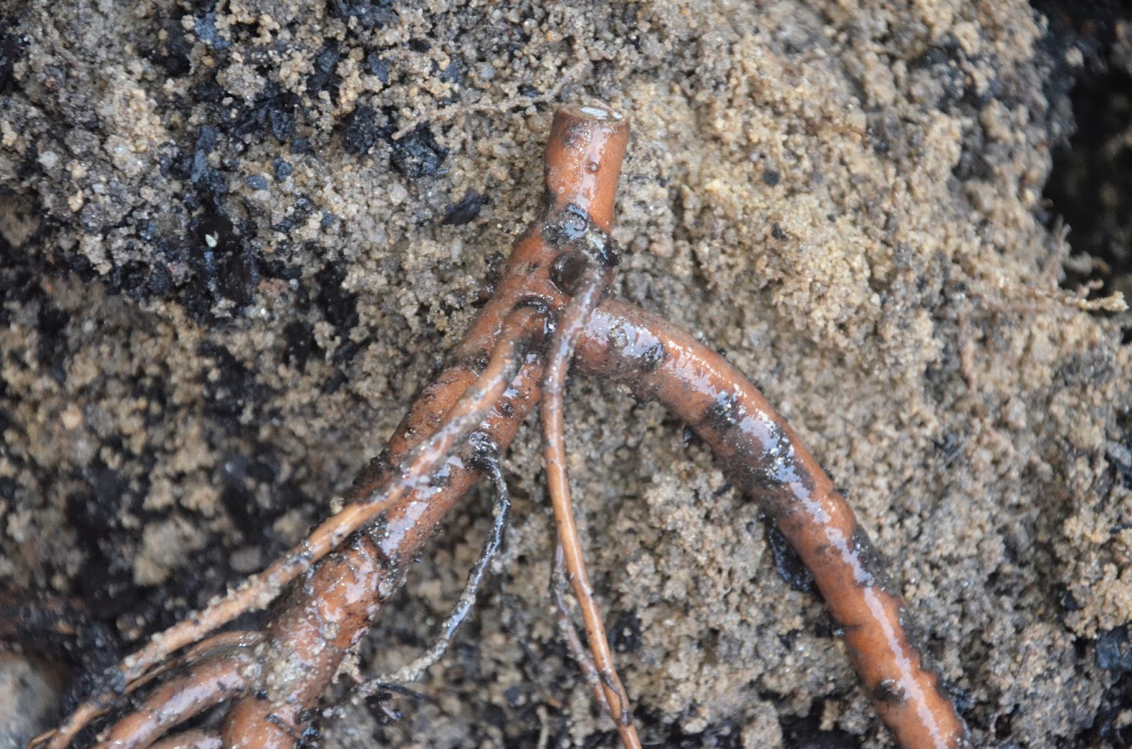 Southern Peony: 2013 Planting Chinese Tree Peonies