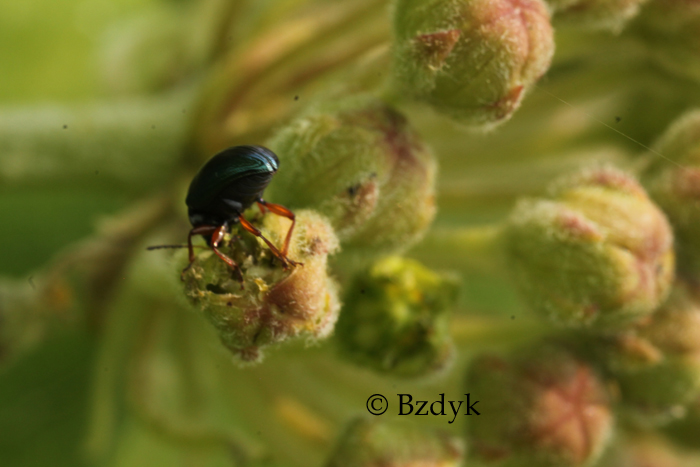 The Sentimental Entomologist: Milkweed, Dogbane, and Insects that live ...