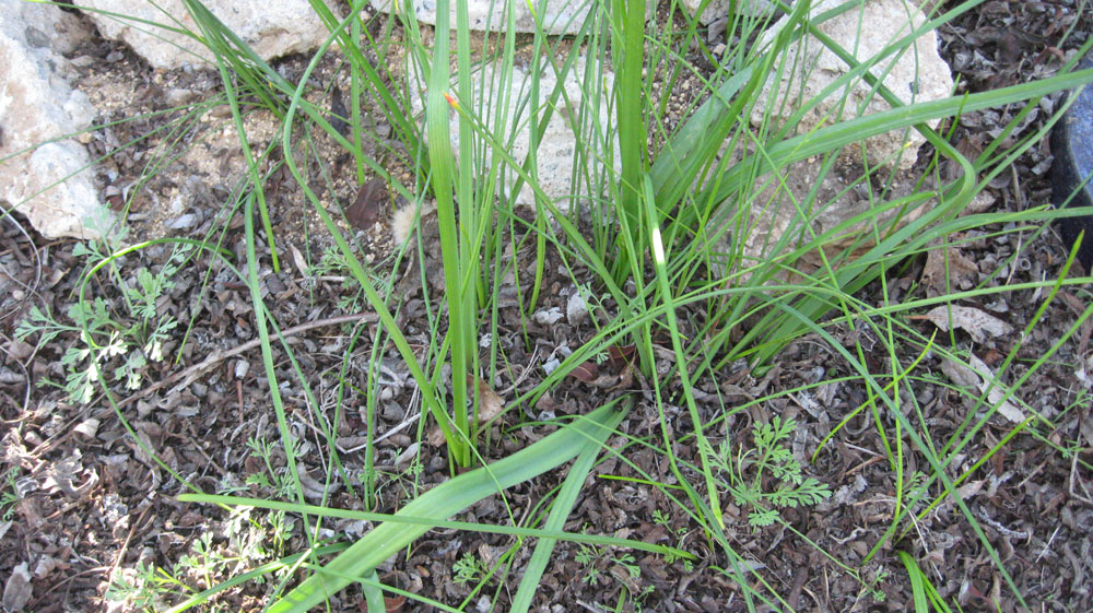Mother Nature's Backyard - A Water-wise Garden: Plant of the Month ...