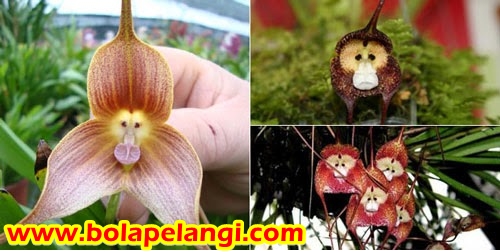 Uniknya Bunga Aneh Berbentuk Hewan ~ blog novie